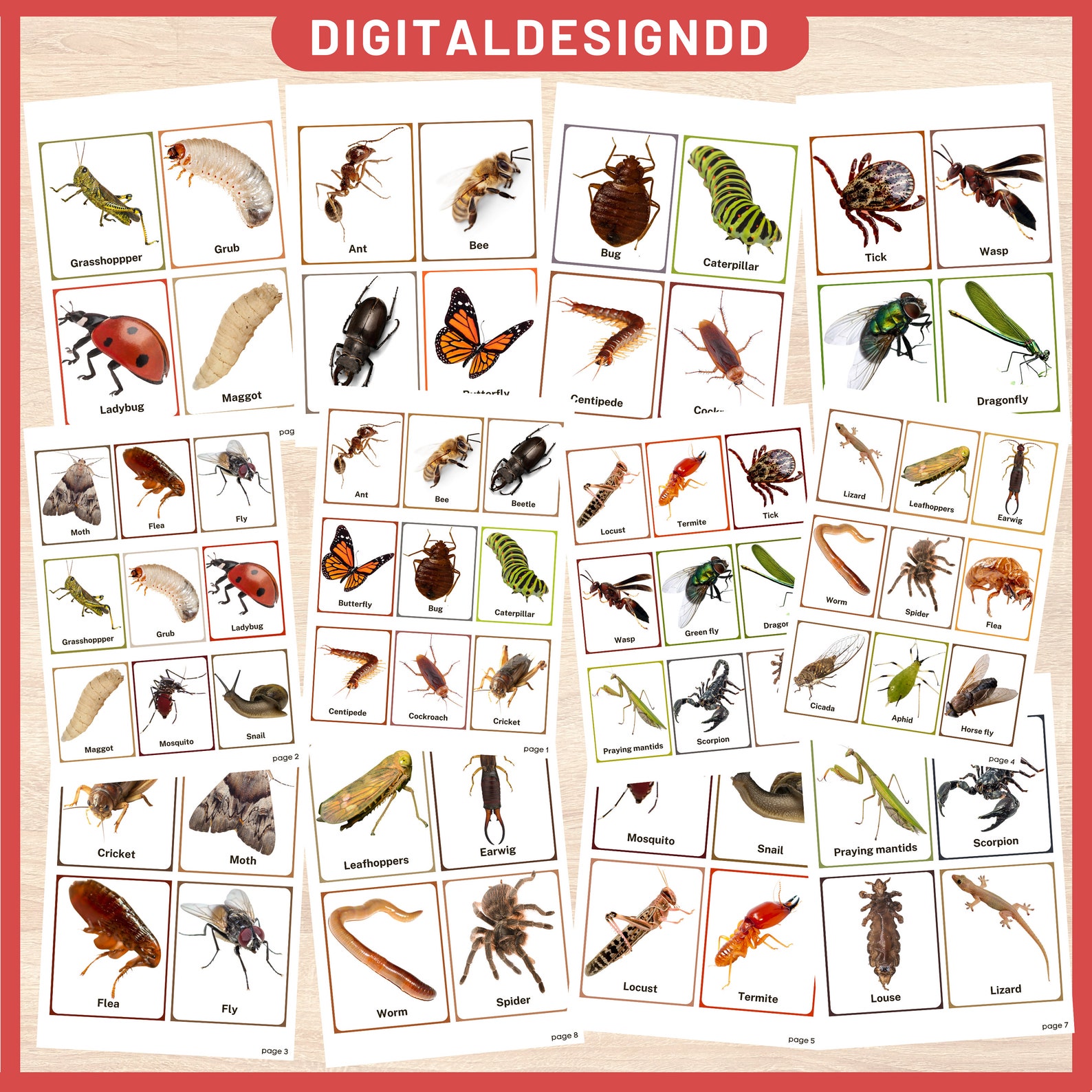 Printable Insect Flash Cards for Kids | Montessori Learning Cards ...