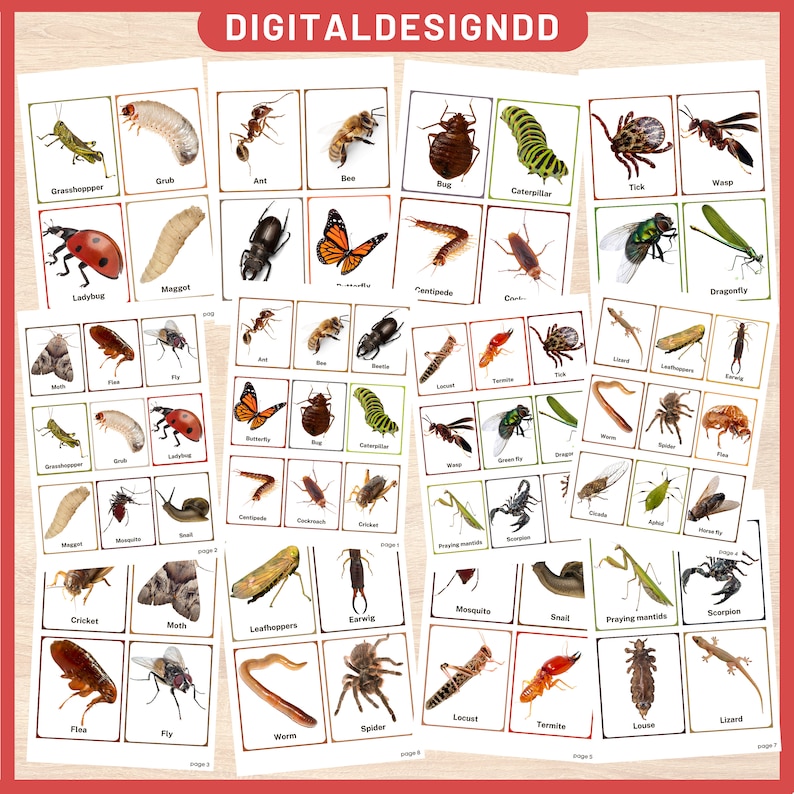 Printable Insect Flash Cards for Kids | Montessori Learning Cards ...