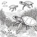 Sea Turtles: 2 Page Coloring Book for Adults and Children. Grayscale ...