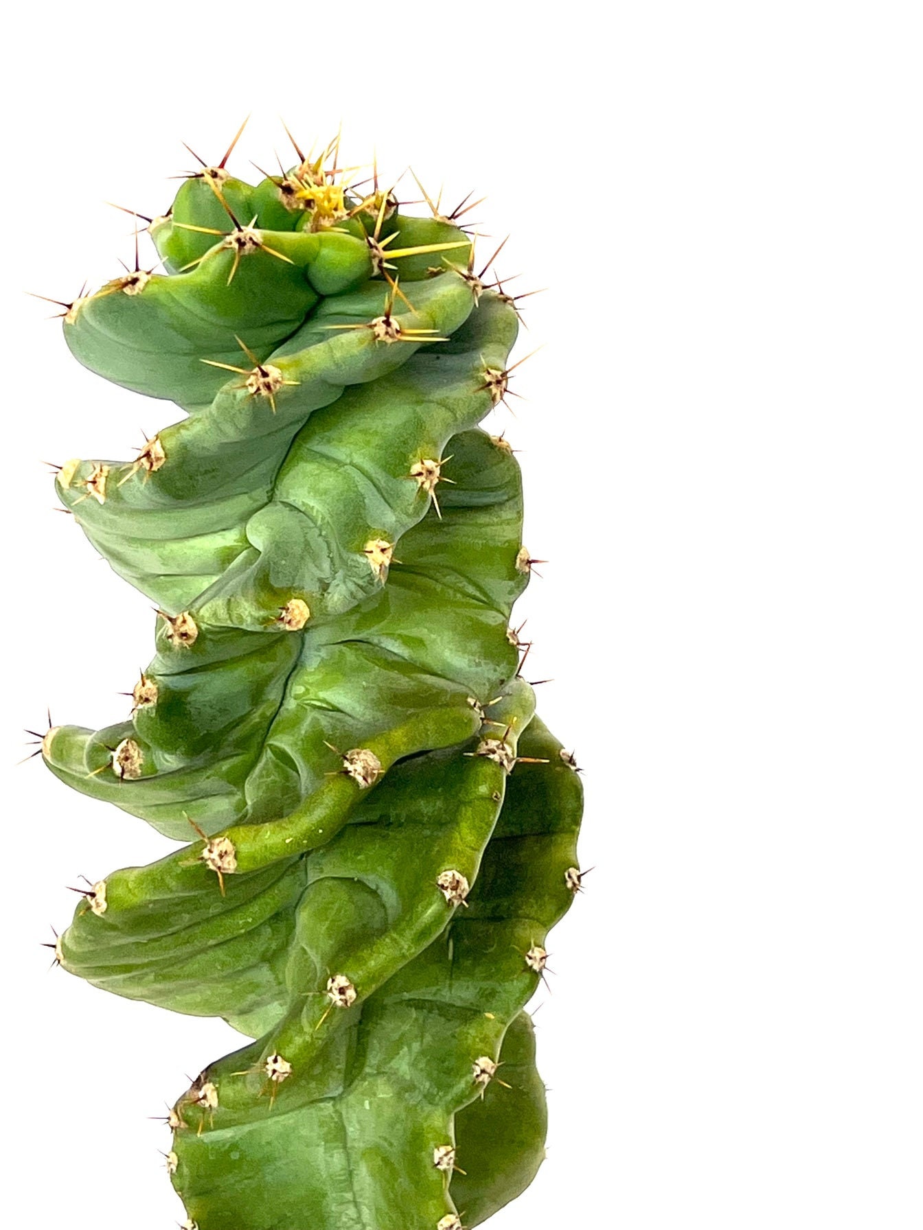 Cereus Forbesii Spiralis Spiral Cactus - Etsy