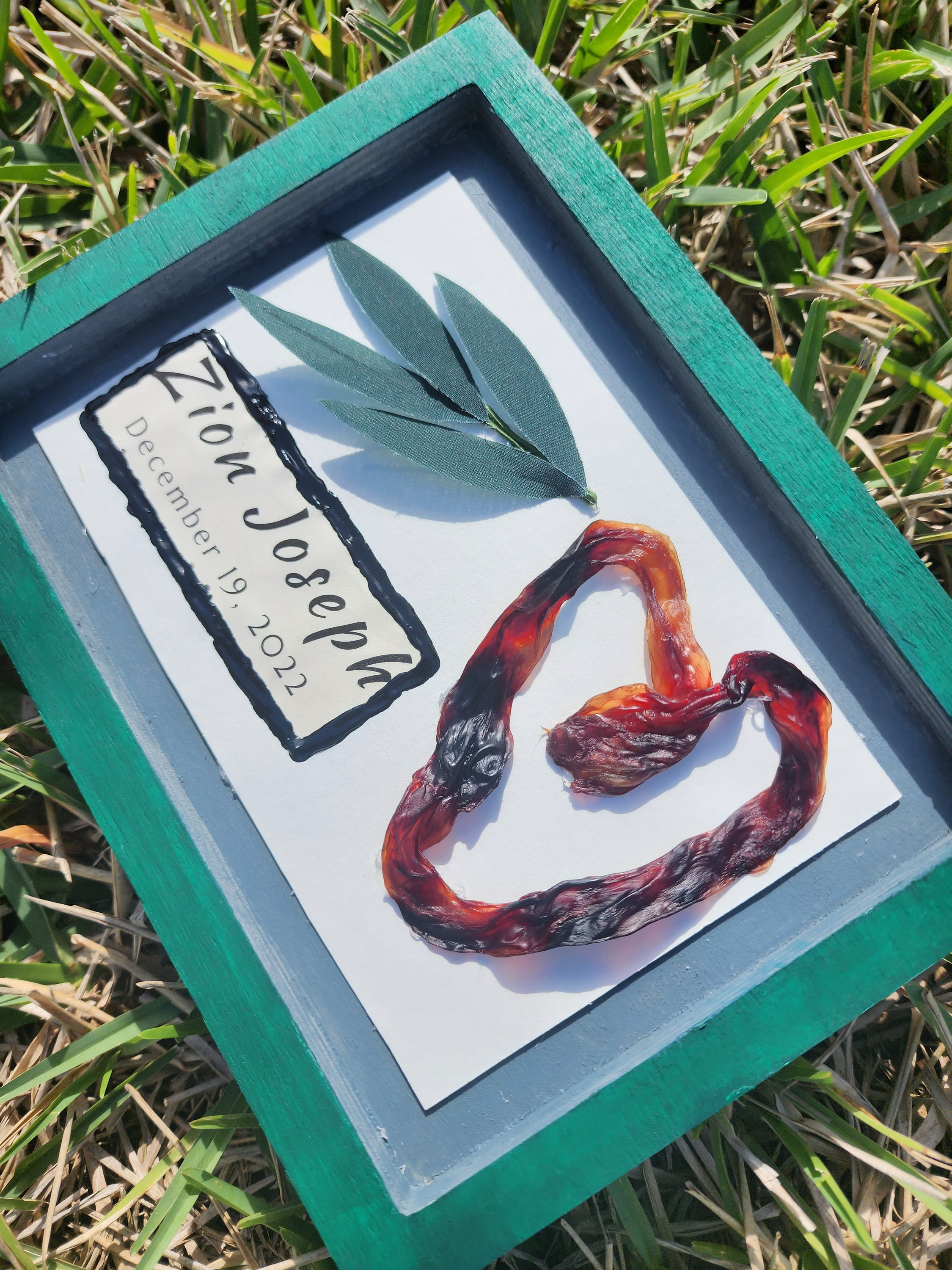 Umbilical Cord Keepsake - Etsy