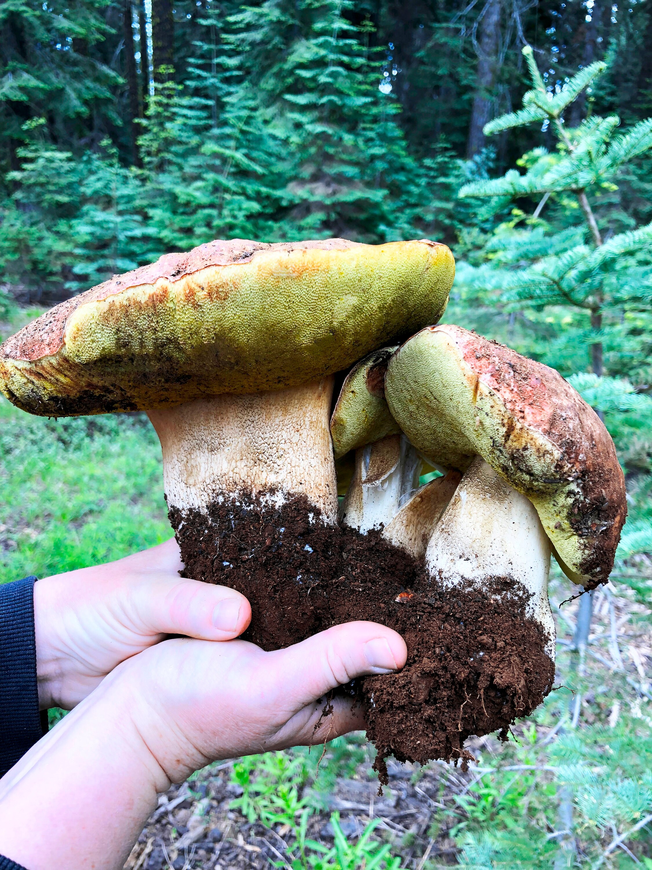 Dried Porcini 1 Oz. Boletus Rex-veris, Wild Oregon Harvest 2023 - Etsy