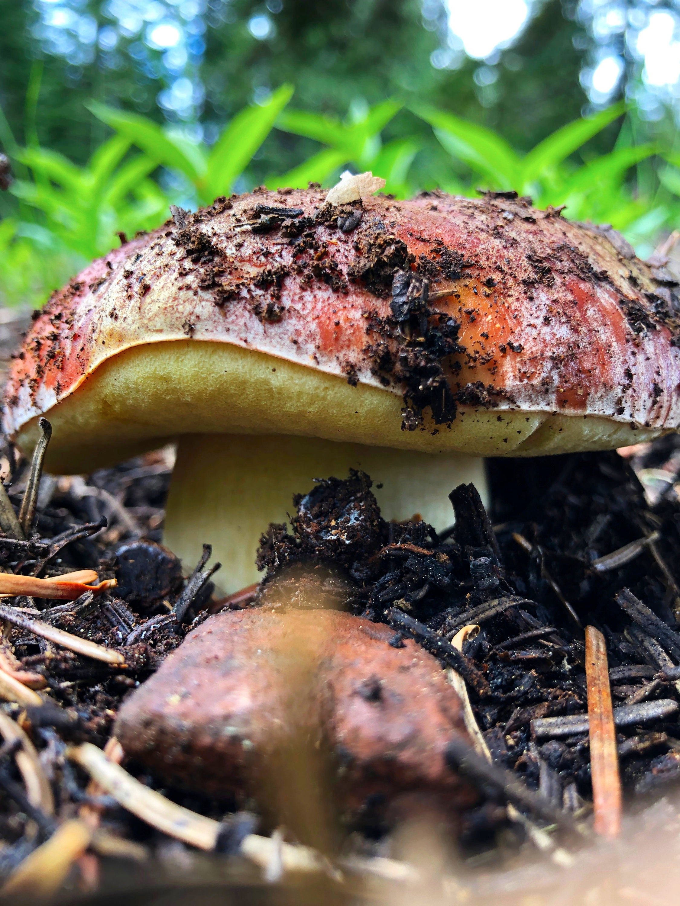 Dried Porcini 1 Oz. Boletus Rex-veris, Wild Oregon Harvest 2024 - Etsy