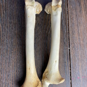 Deer Femur Bone - Etsy