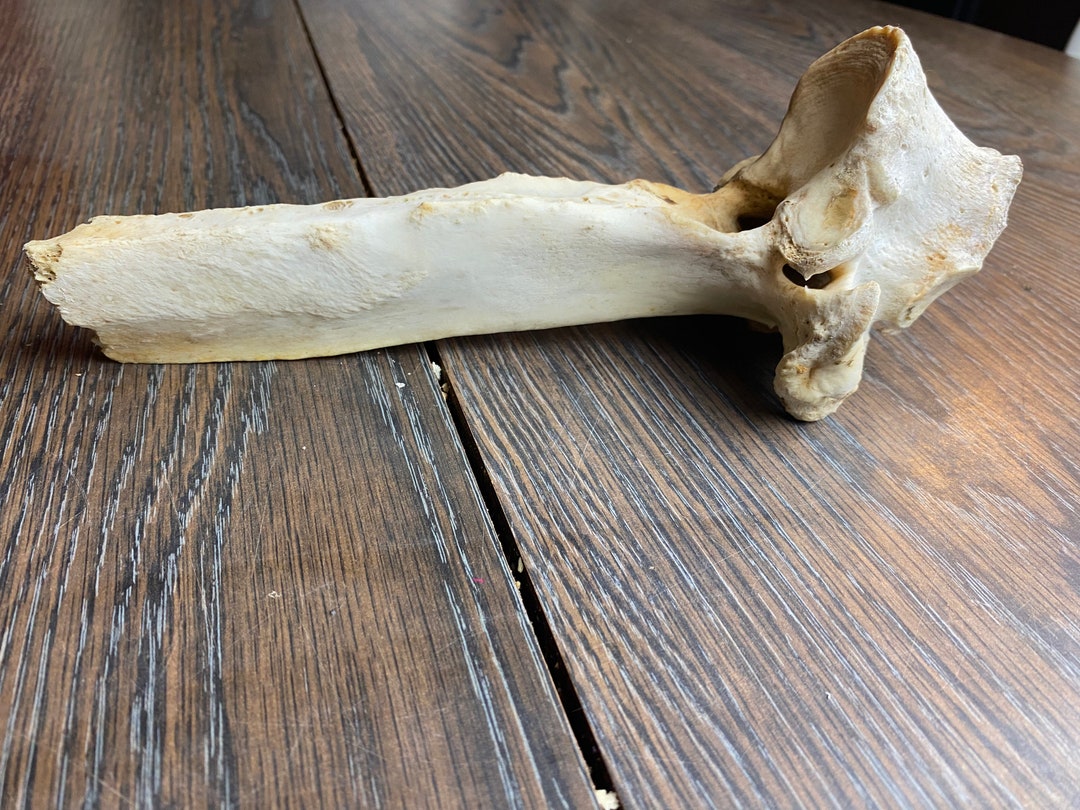 Single Cow Vertebrae Bone - Etsy