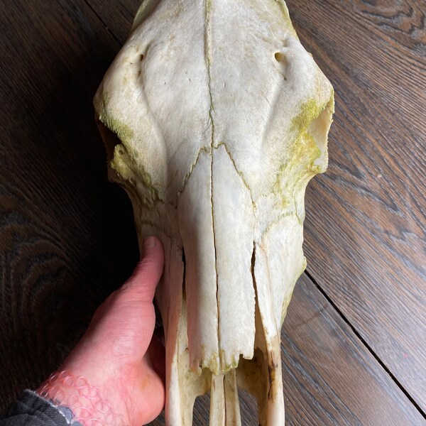 Real Animal Skull - Etsy