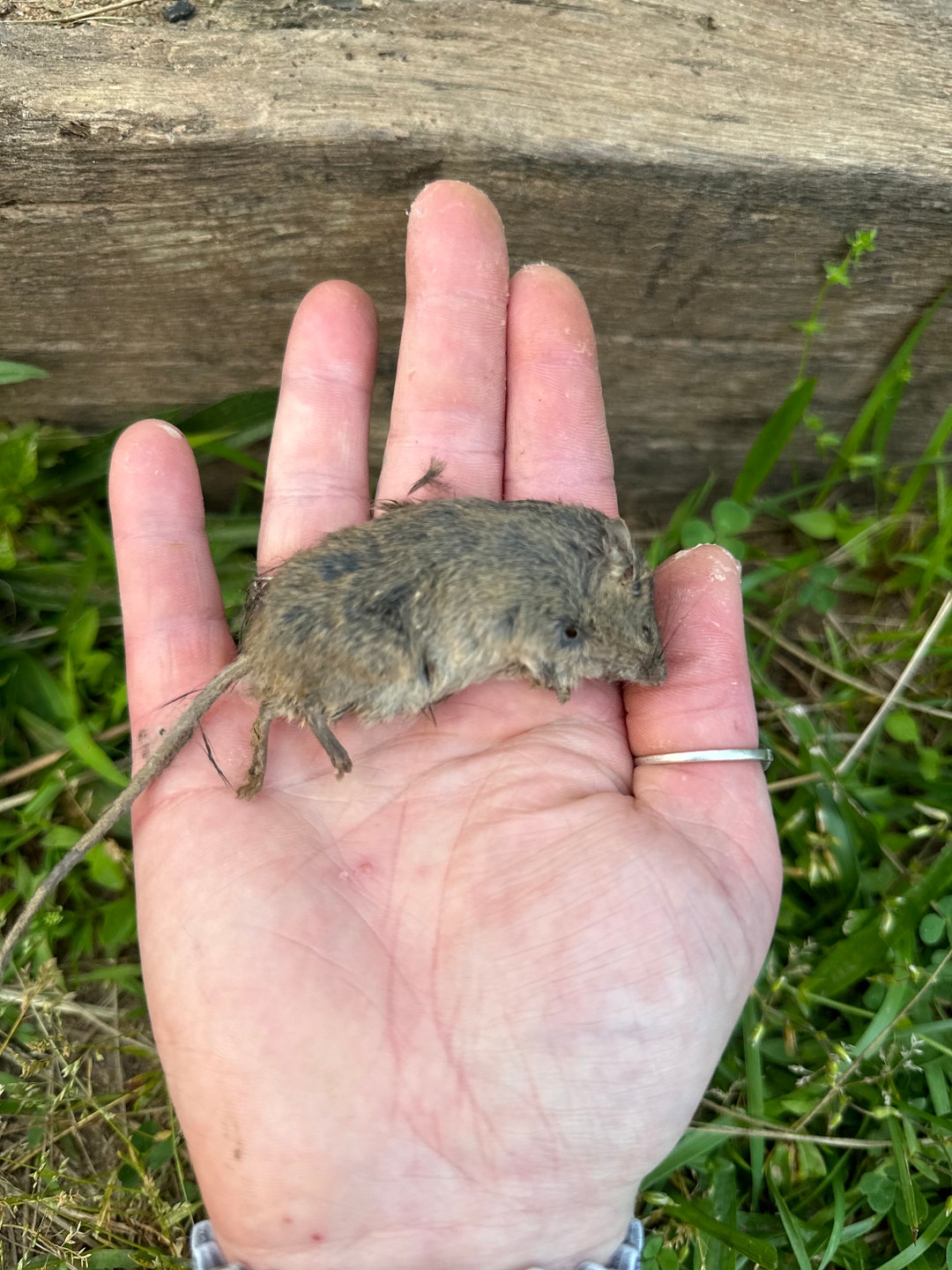 Preserved Mummified Mouse - Etsy