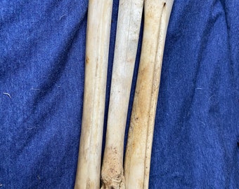Deer Leg Bones - Etsy
