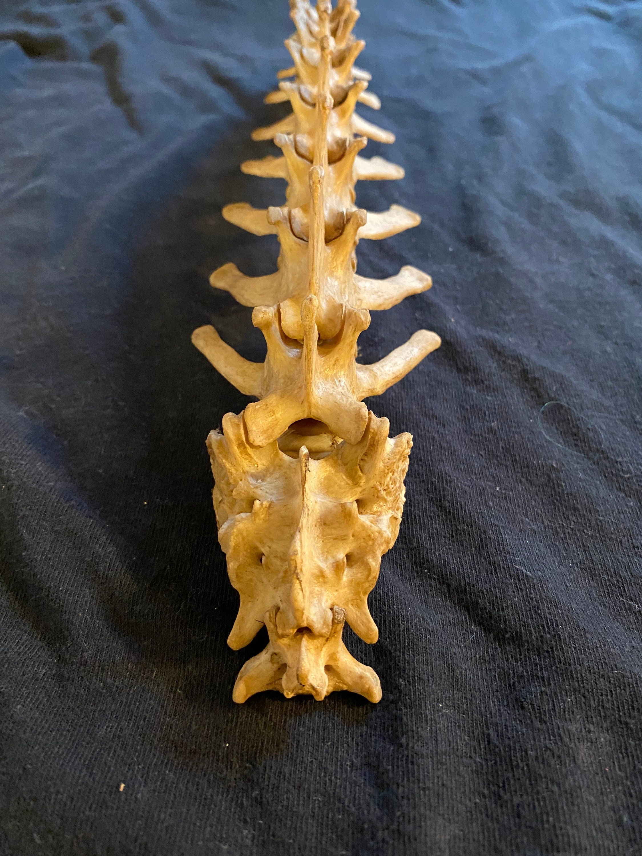 Coyote Vertebrae