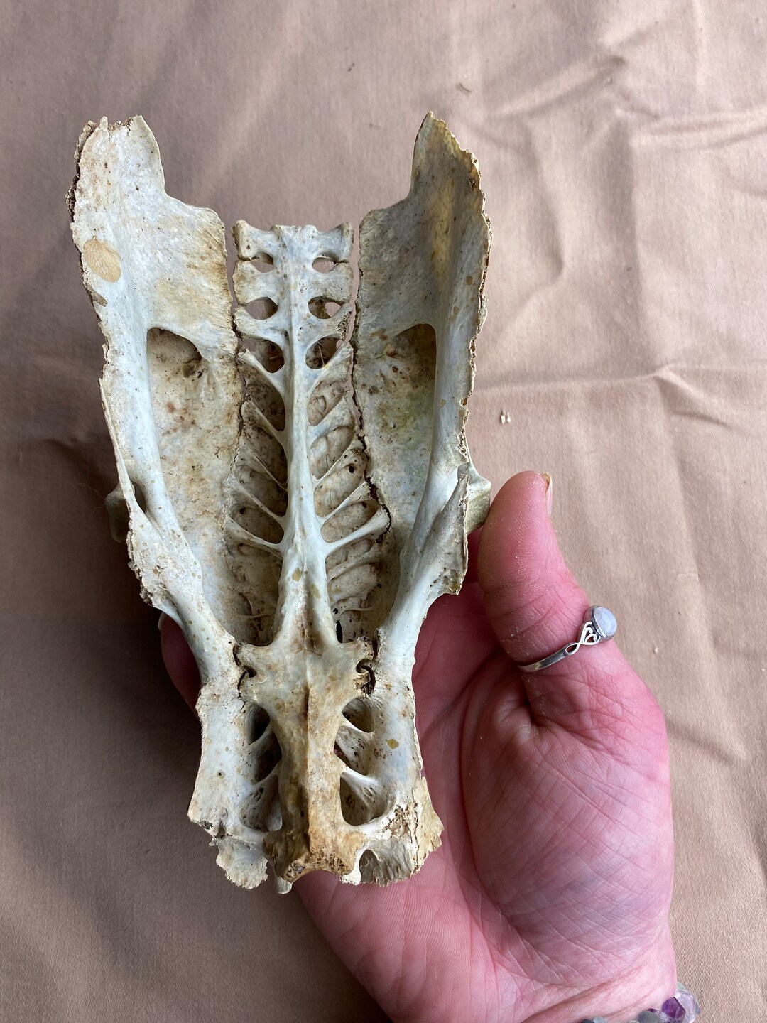 Chicken Pelvis - Etsy