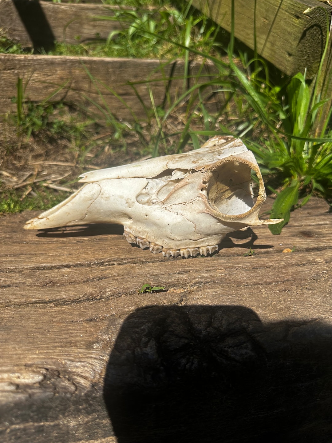 Partial Doe Skull - Etsy