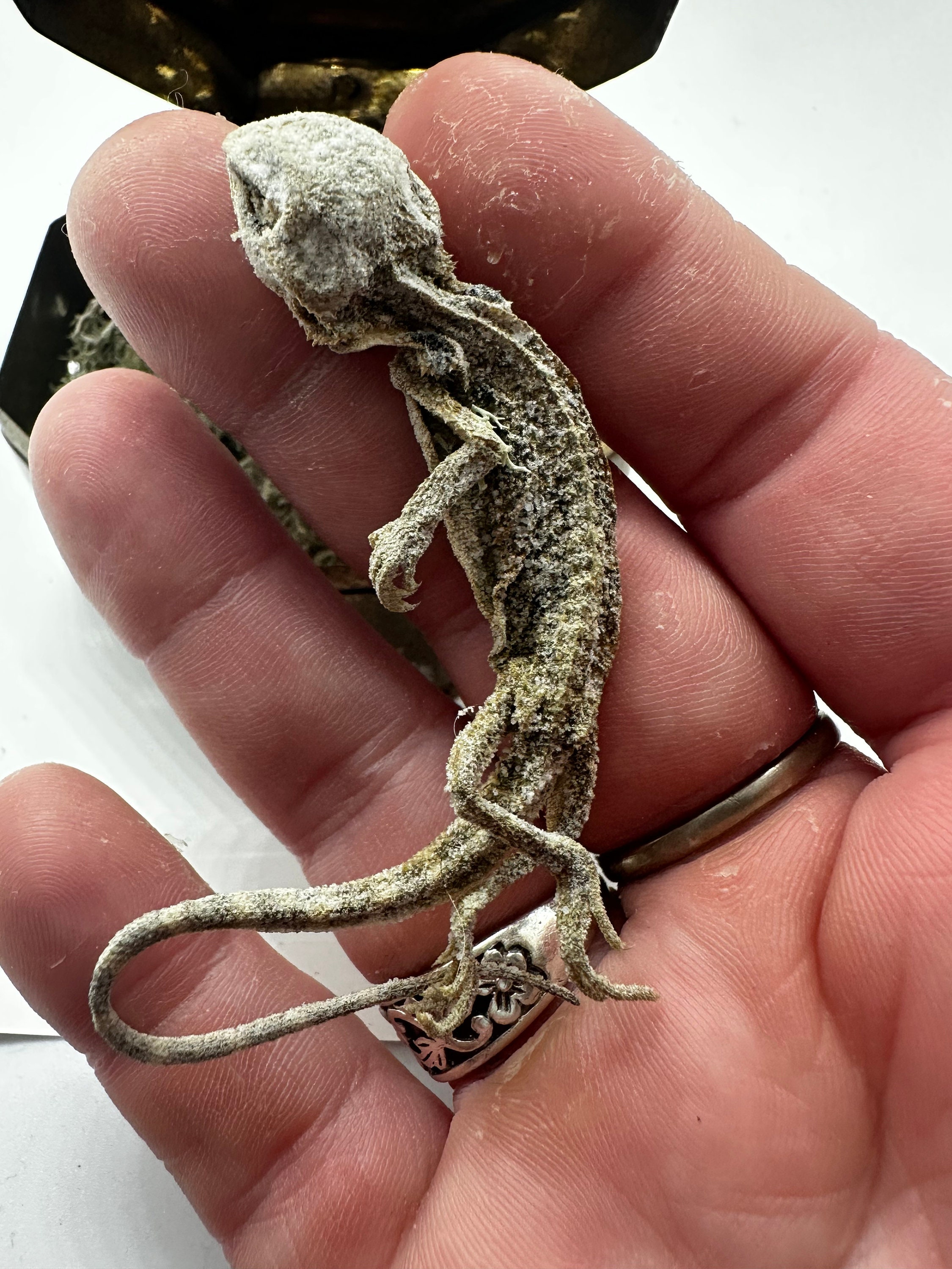 Snow Bearded Dragon Baby