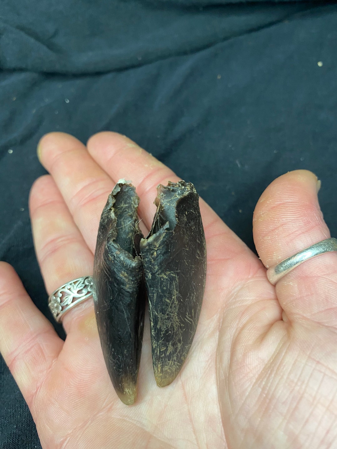 Real Deer Toes/hooves - Etsy