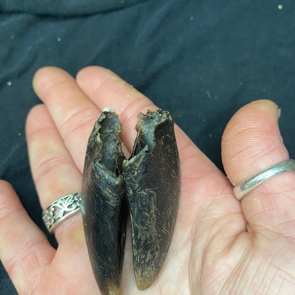 Deer Hooves - Etsy