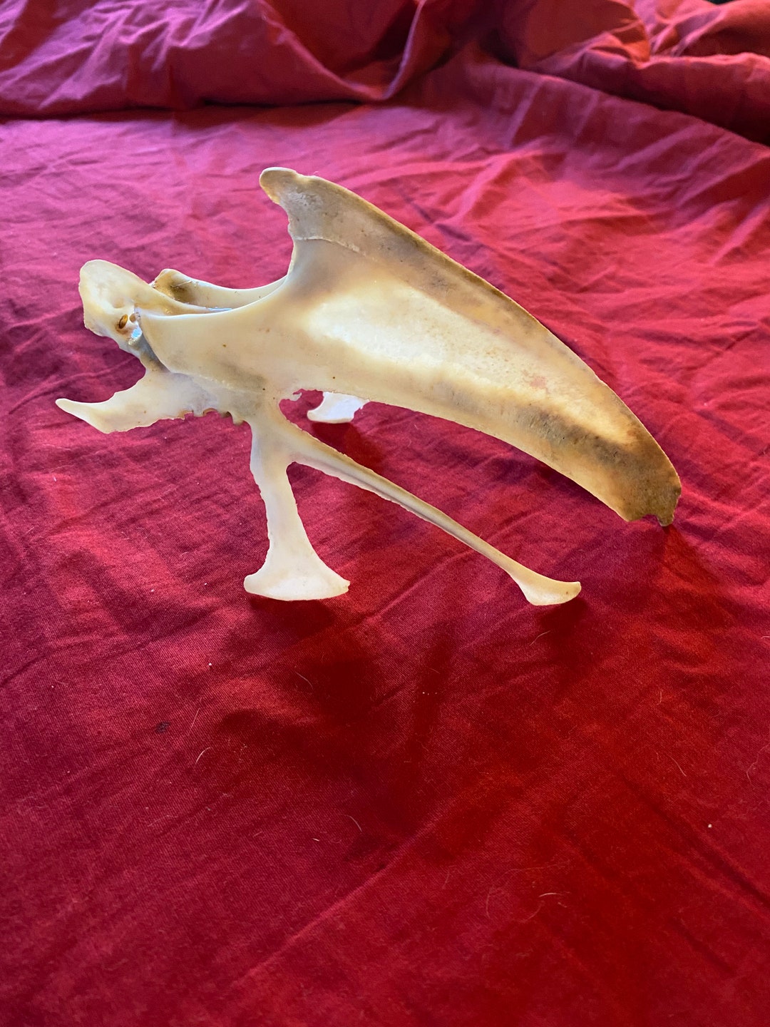 Chicken Keel Bone/breast Bone - Etsy