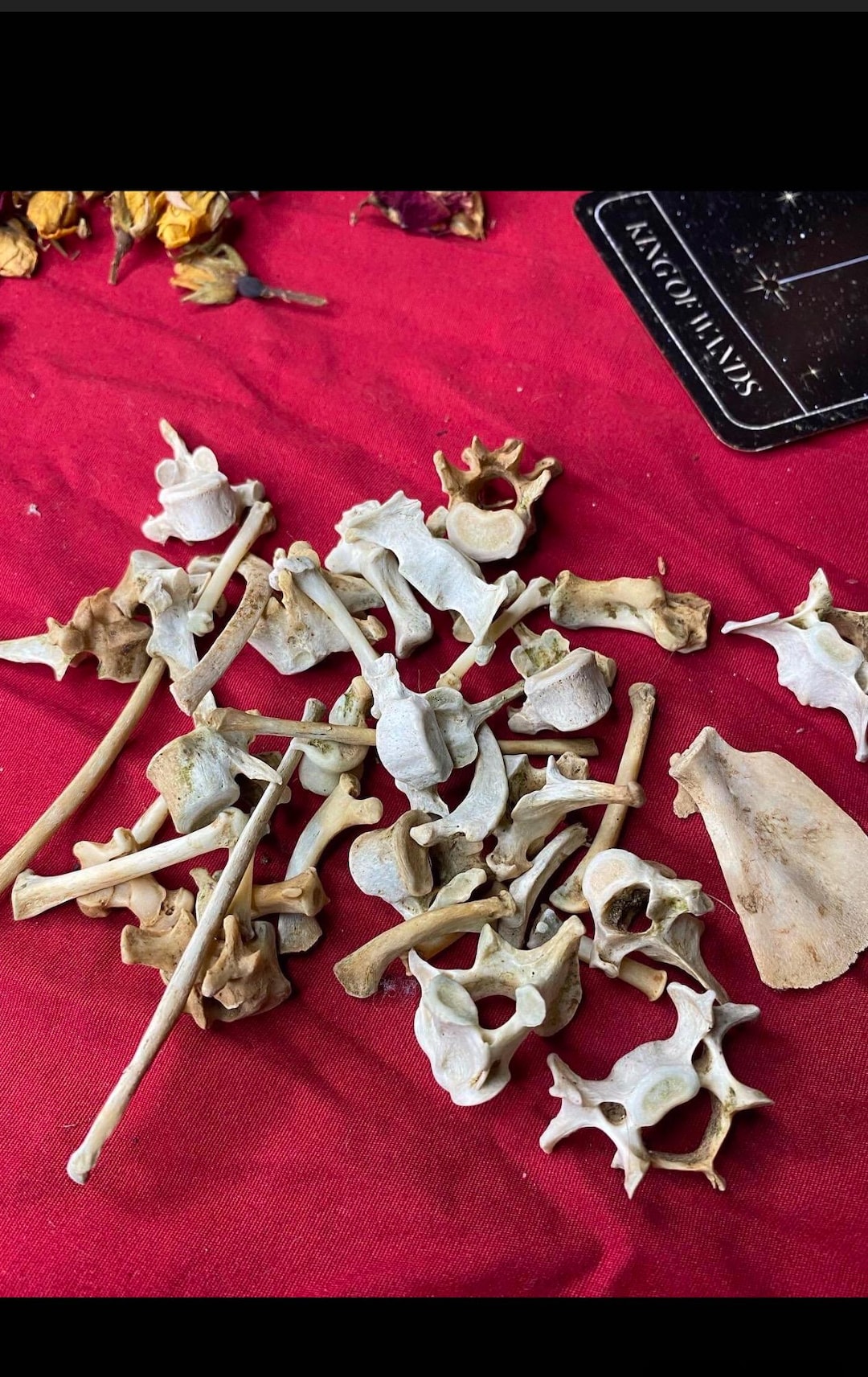 Small Bone Mystery Box - Etsy