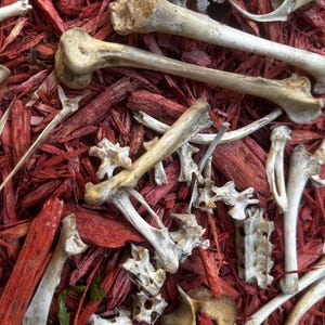 Small Bone Mystery Box - Etsy