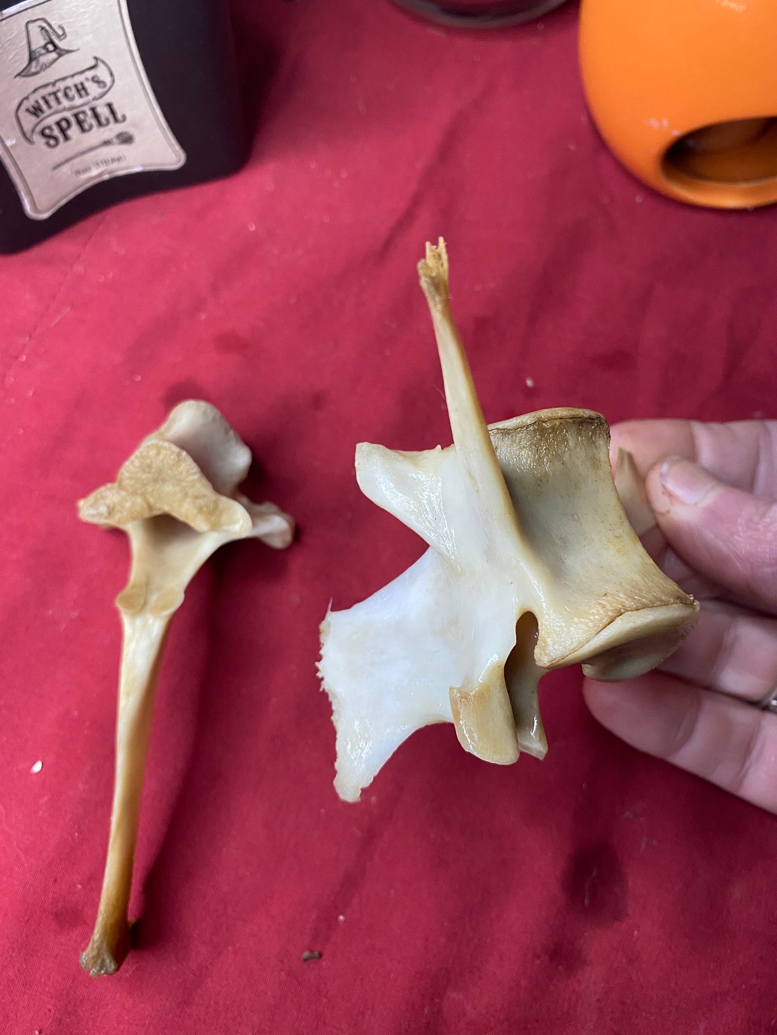 Set of 2 Deer Vertebrae - Etsy