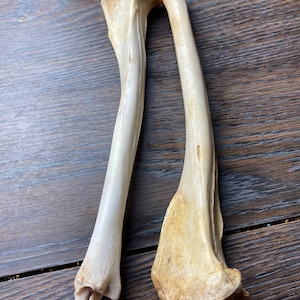 Deer Tibia Bone - Etsy
