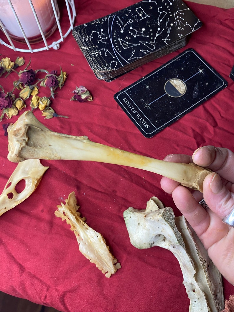 Large Bone Mystery Pack - Etsy