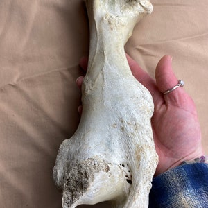 Bovine Cow Humerus Bone - Etsy