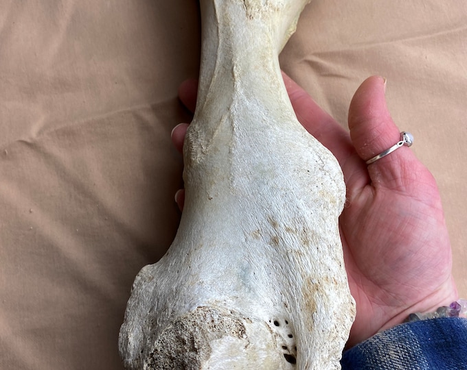 Hueso del húmero de vaca bovina - Etsy España