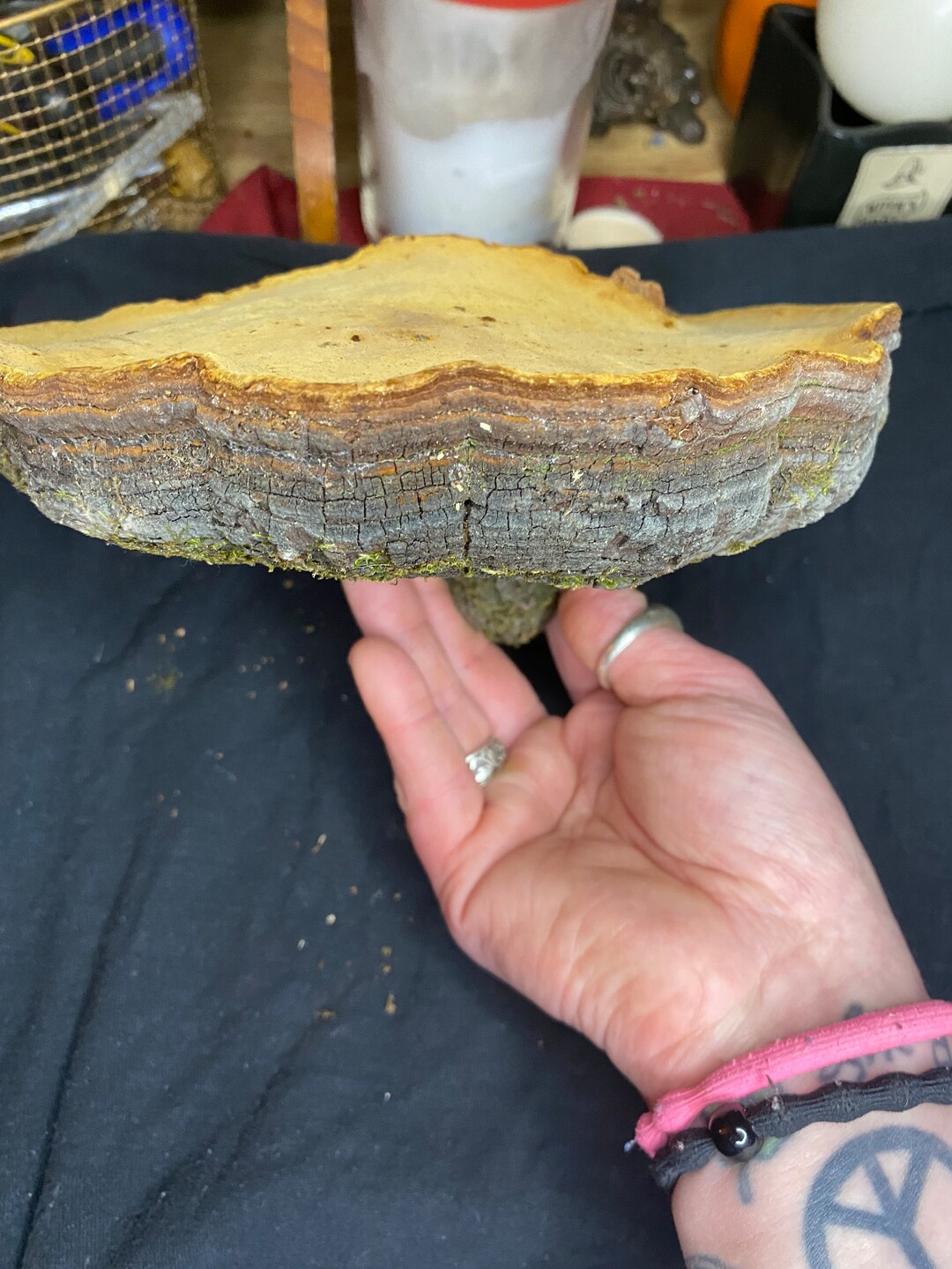 Large Dried Shelf Mushroom/polypore Phellinus Robiniae - Etsy