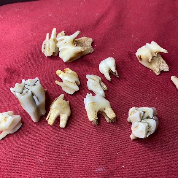 Deer Teeth - Etsy