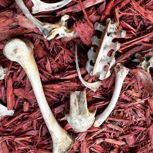 Small Bone Mystery Box - Etsy