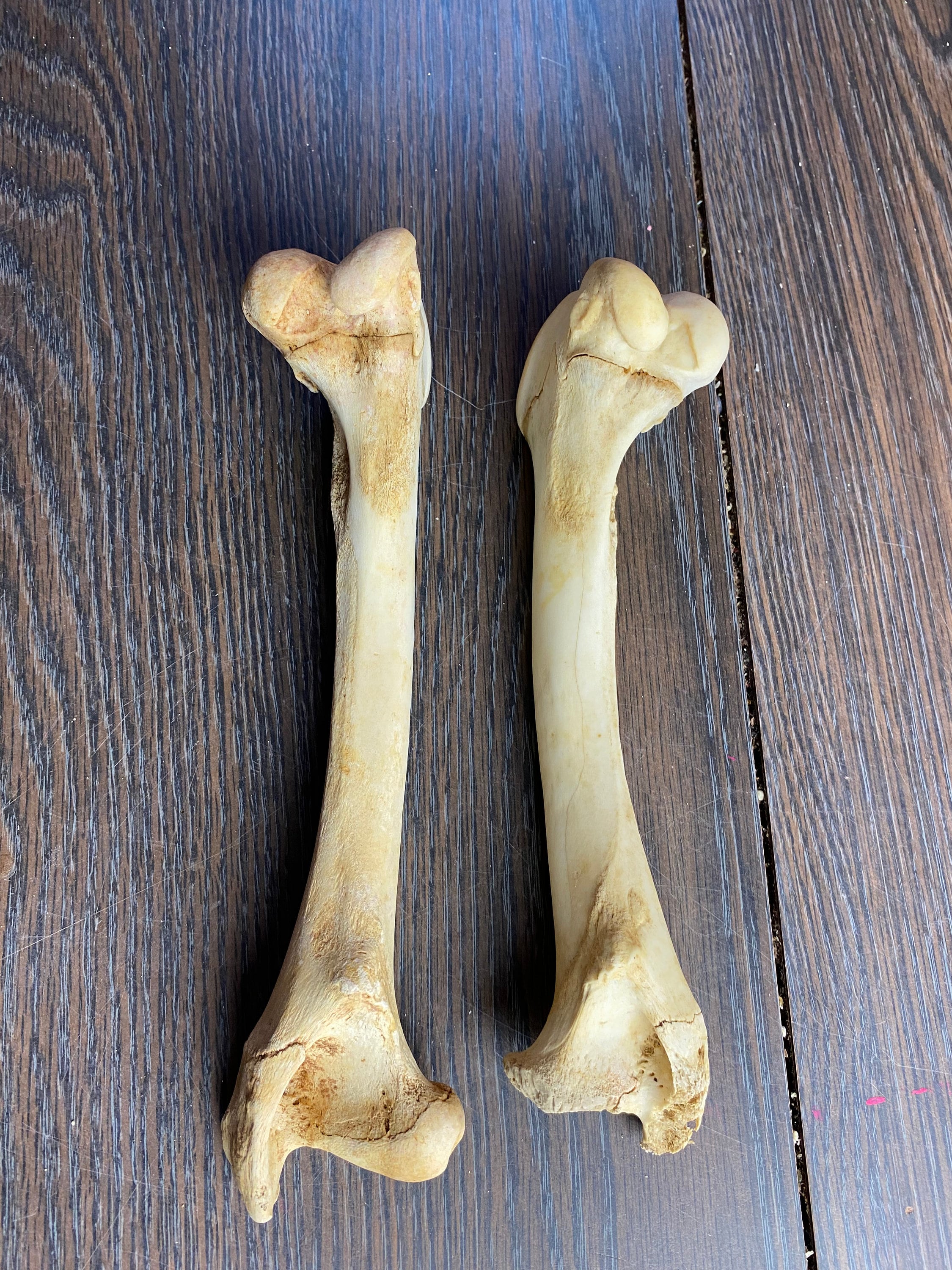Deer Tibia Bone