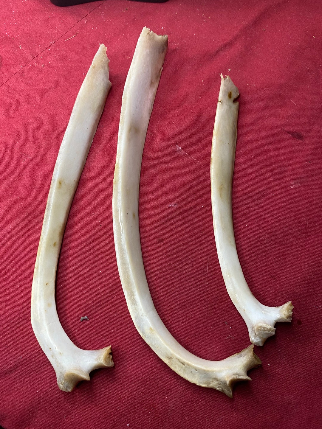 3 Medium Sized Deer Rib Bones - Etsy