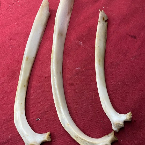 Deer Bone - Etsy