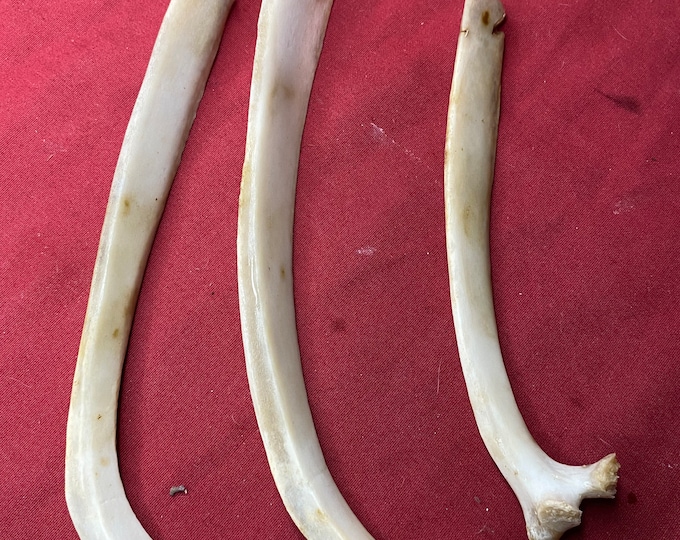 3 Medium Sized Deer Rib Bones - Etsy