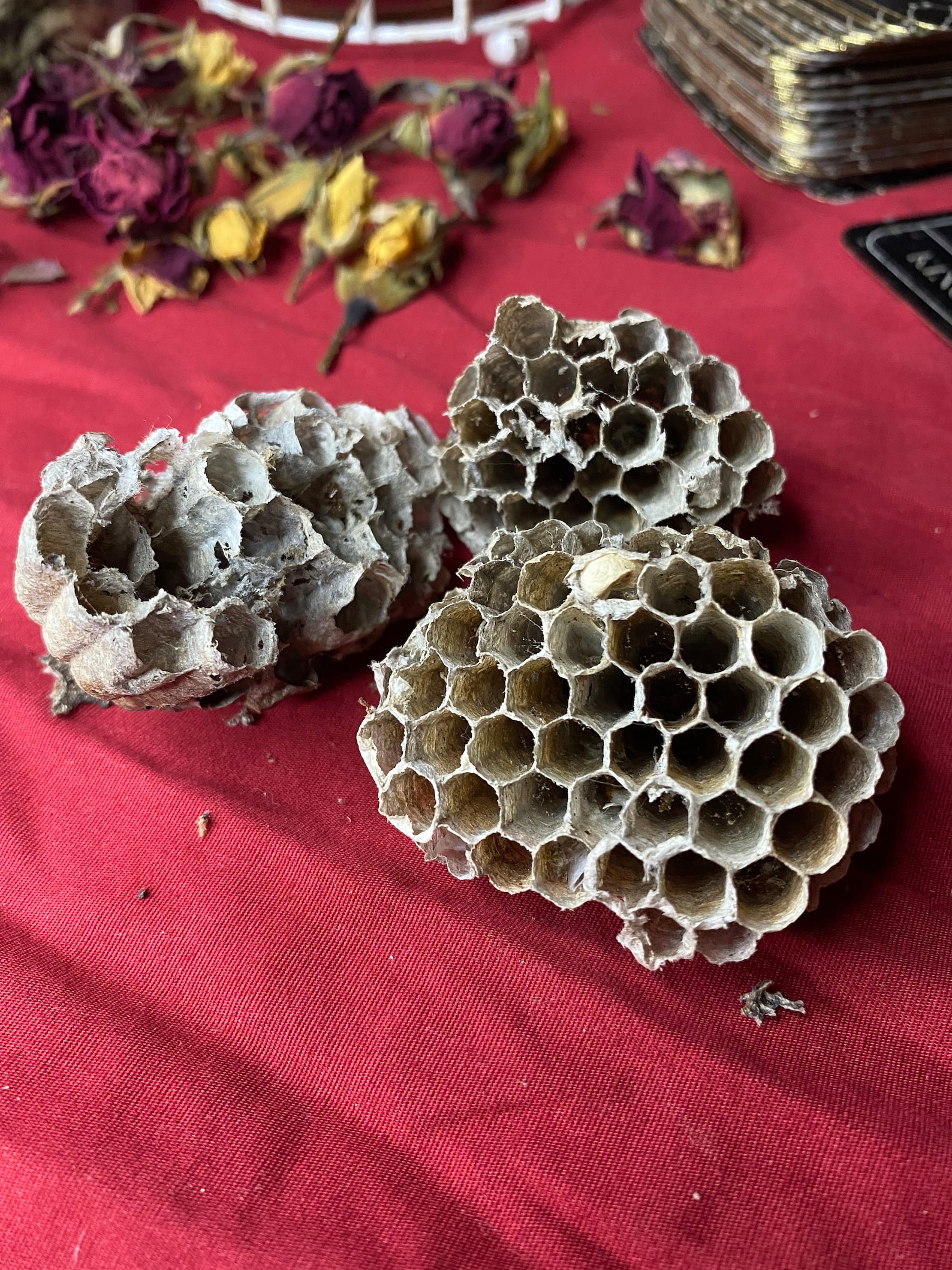 Pack of 3 Wasp Nests - Etsy