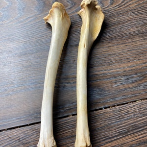 Deer Tibia Bone - Etsy