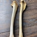 Deer Tibia Bone - Etsy