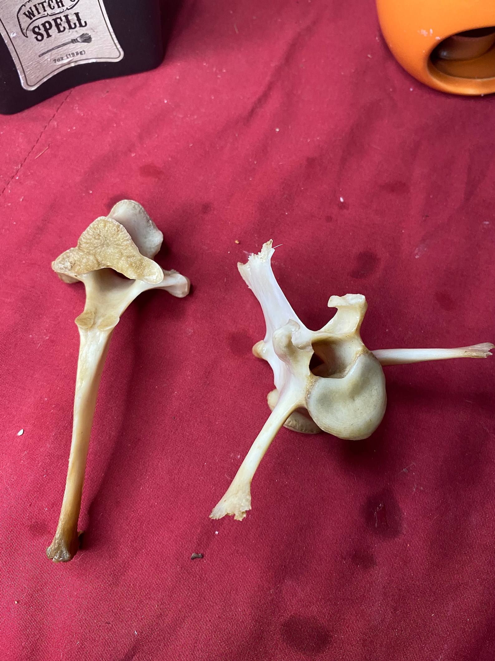 Set of 2 Deer Vertebrae - Etsy