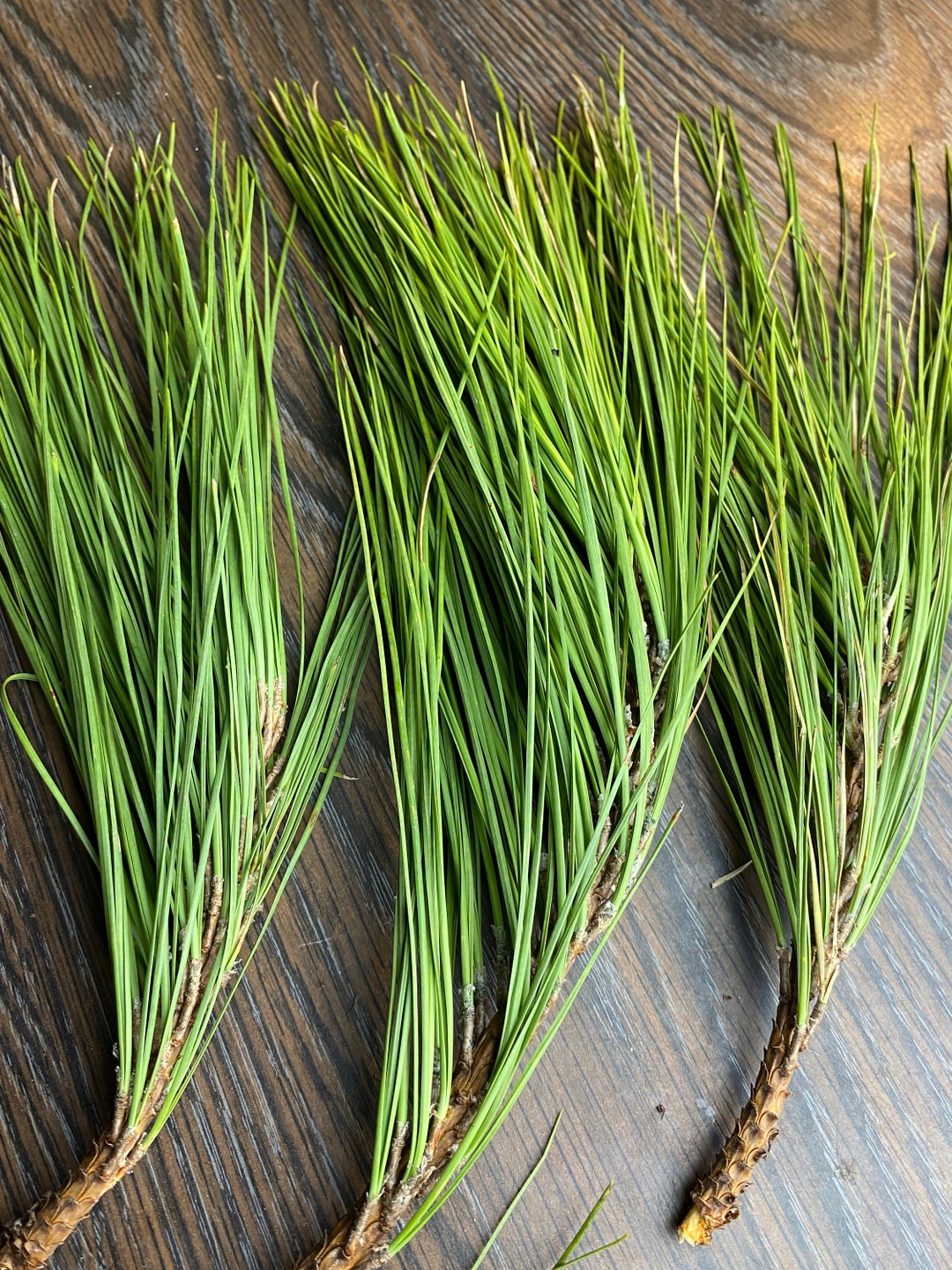 3 White Pine Needle Limbs - Etsy