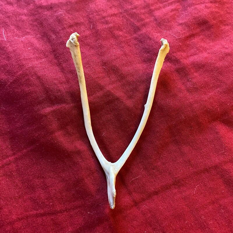 Real Wishbone - Etsy