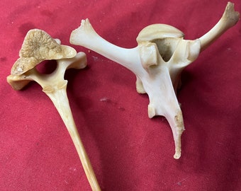 Deer Vertebrae - Etsy