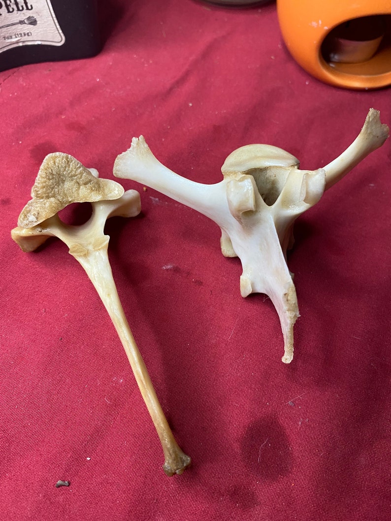 Set of 2 Deer Vertebrae - Etsy