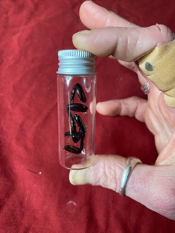 Eastern Hercules Beetle Legs in Glass Bottle - Etsy