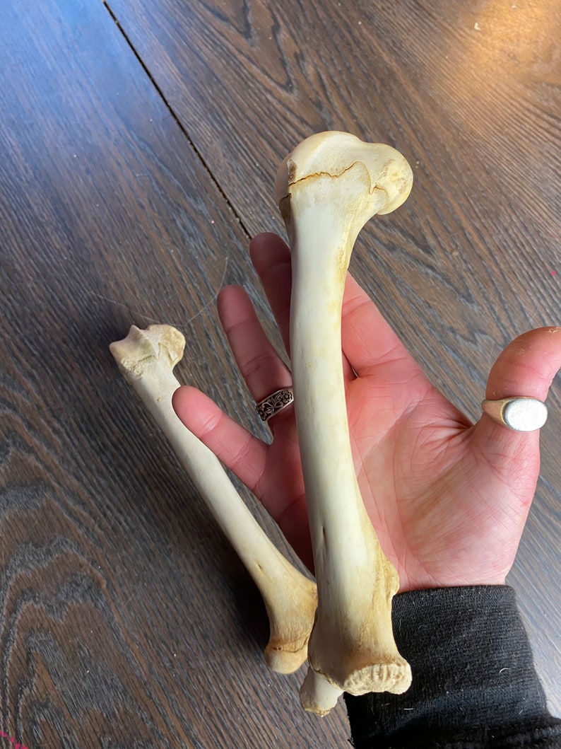 Deer Femur Bone - Etsy