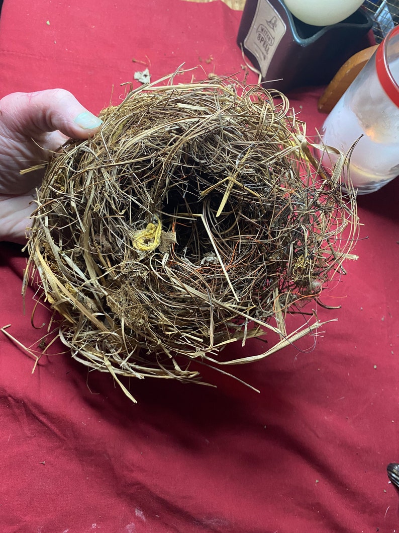 Real Birdsnest Cottage Core/crow Core Decor - Etsy