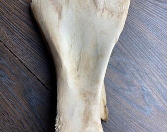 ElderEmoOddities - Etsy