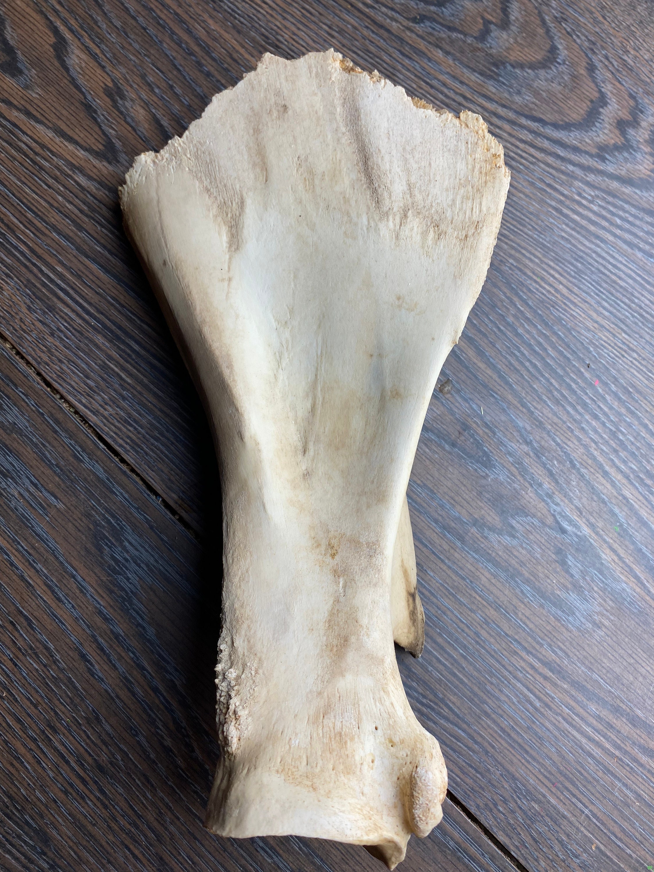 Animal Scapula