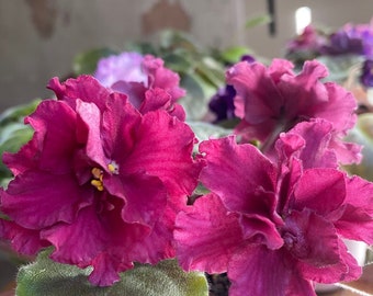 African Violet Le - Etsy