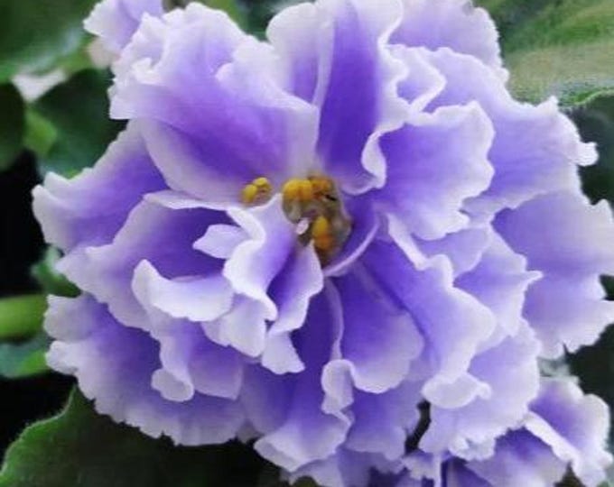 African Violet Blue Mist, Starter Plant. - Etsy