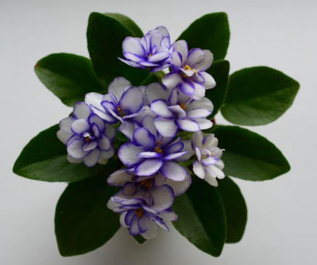 African Violet Rob’s Loose Noodle, Starter Plant. Miniature. - Etsy