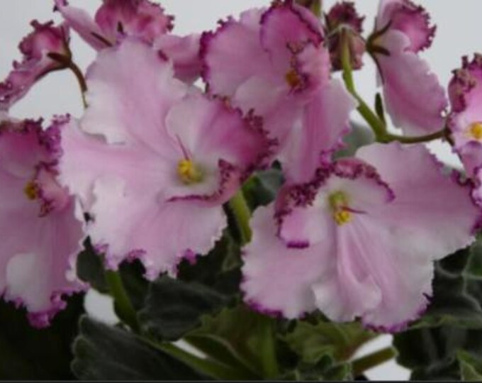 African Violet Le-mont Saint Michel, Starter Plant. - Etsy